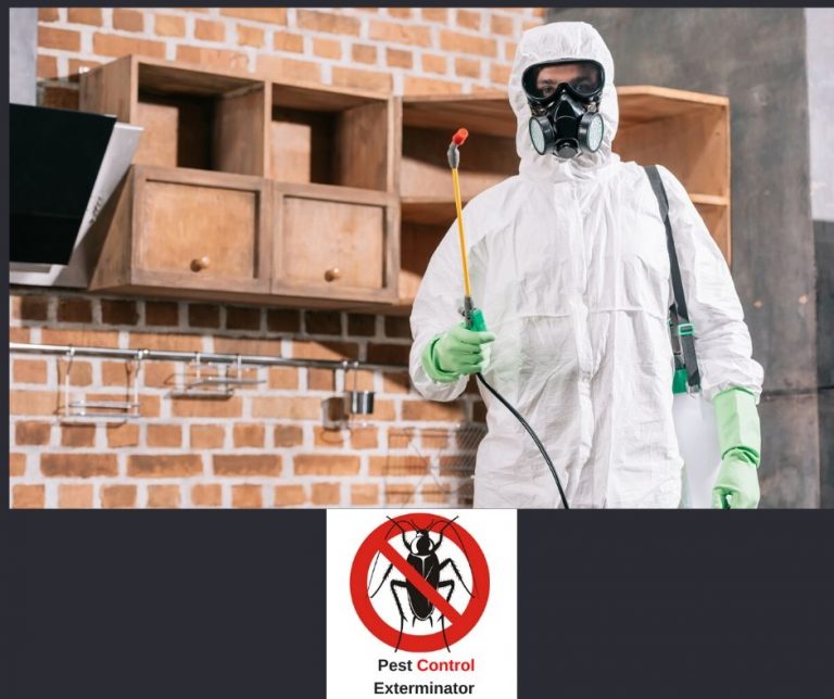 How To Find a Pest Specialist - Pest Control Exterminator